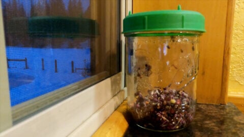 How to Grow Sprouts at Home (Easy Step-by-Step Directions ...
