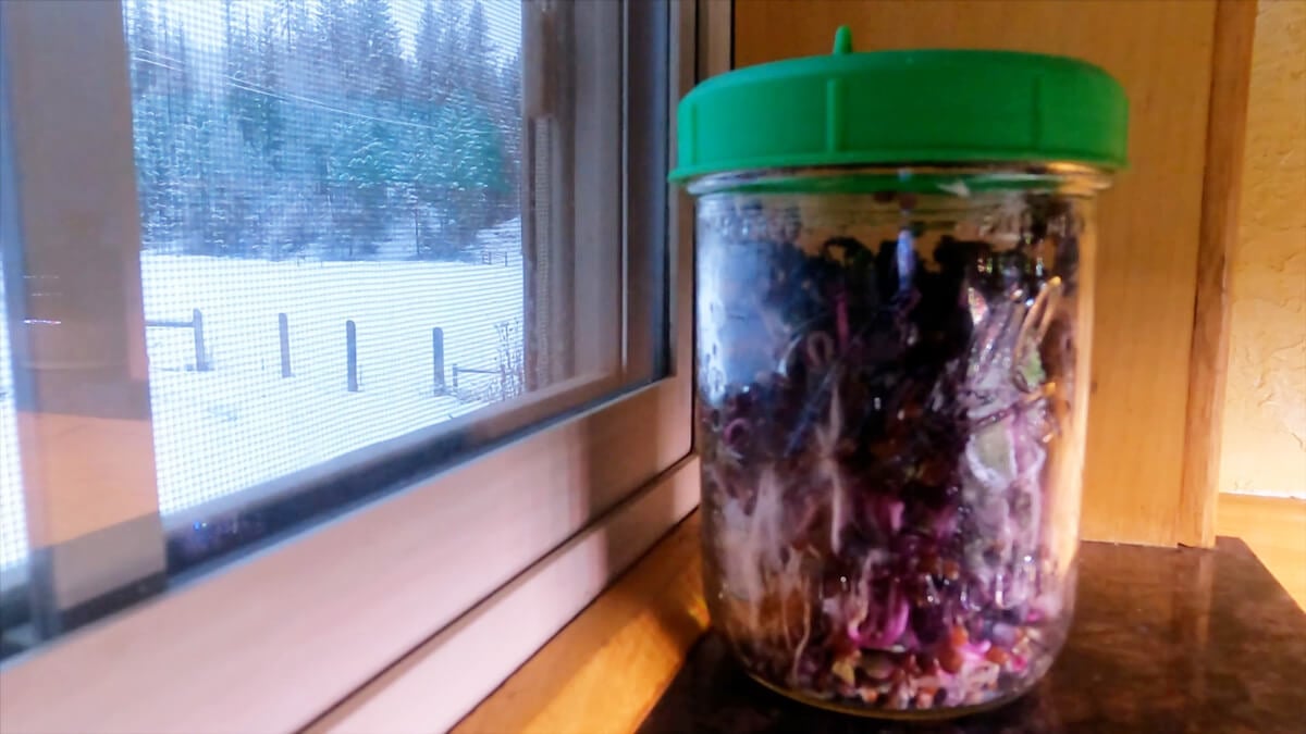 How to Grow Sprouts at Home (Easy Step-by-Step Directions ...