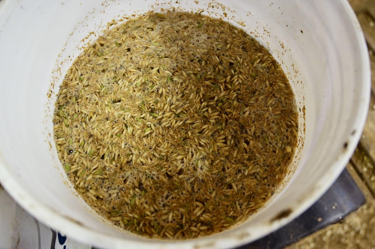 How to Ferment Chicken Feed & Reduce Feed Costs (In Any Climate)