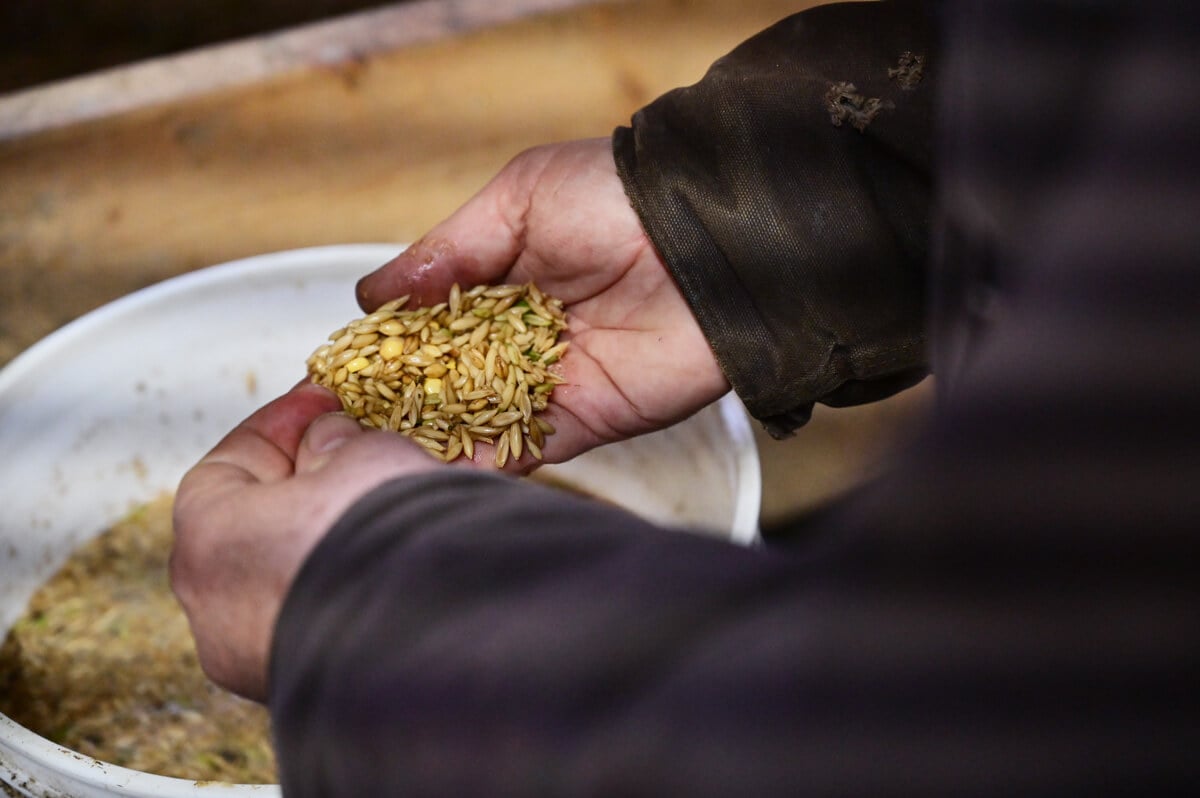 How to Ferment Chicken Feed & Reduce Feed Costs (In Any Climate)