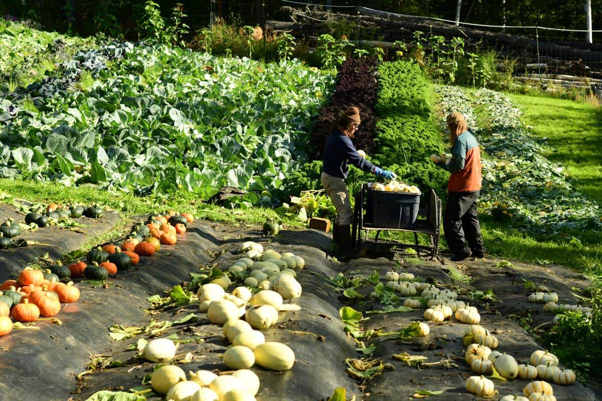 How to Store Vegetables WITHOUT a Root Cellar — Homesteading Family