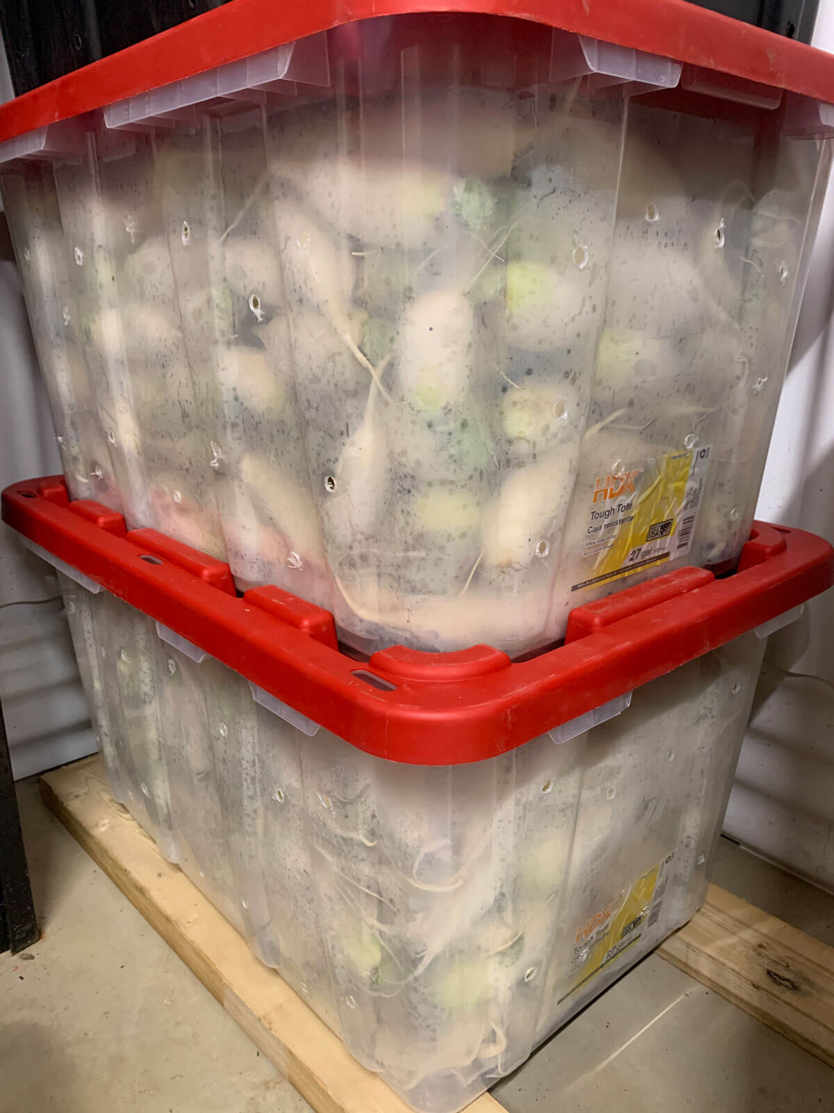 How to Store Vegetables WITHOUT a Root Cellar — Homesteading Family