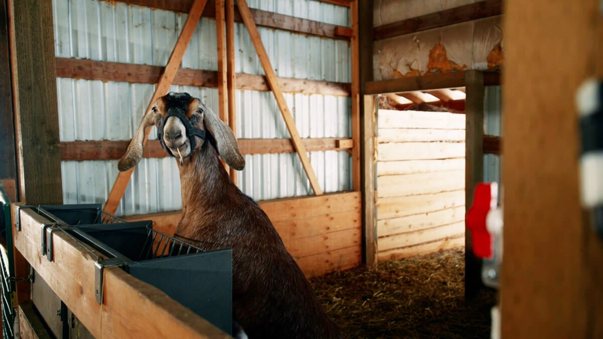 Barn Designs: Must-Haves for Proper Barn Management — Homesteading Family
