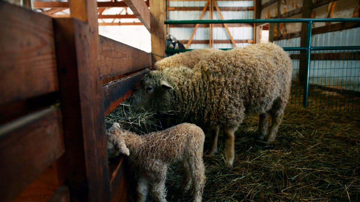 Barn Designs: Must-Haves for Proper Barn Management — Homesteading Family