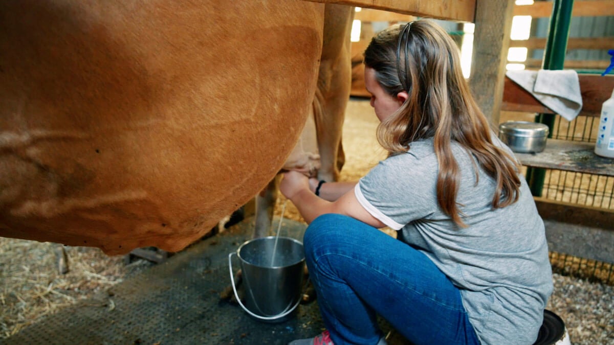 Best Homestead Animals — Homesteading Family