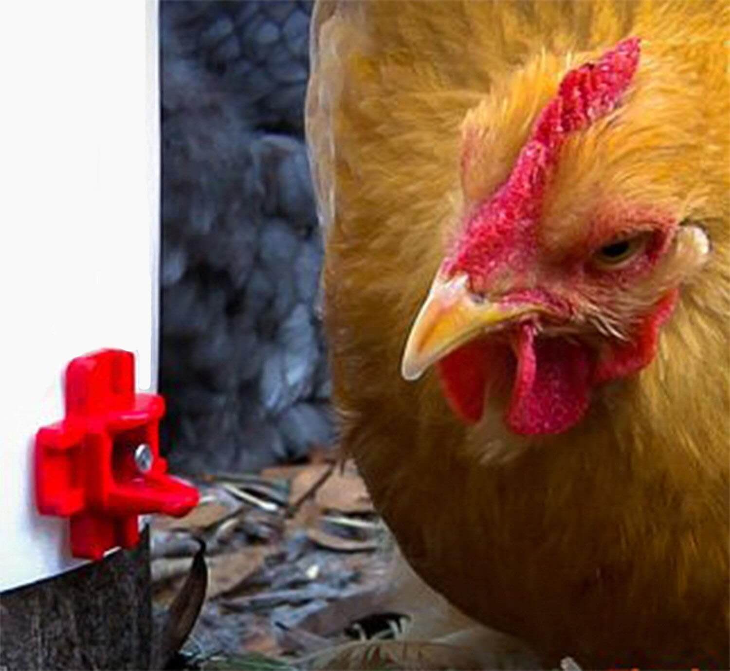 The Best Chicken Waterer for the Homestead — Homesteading Family