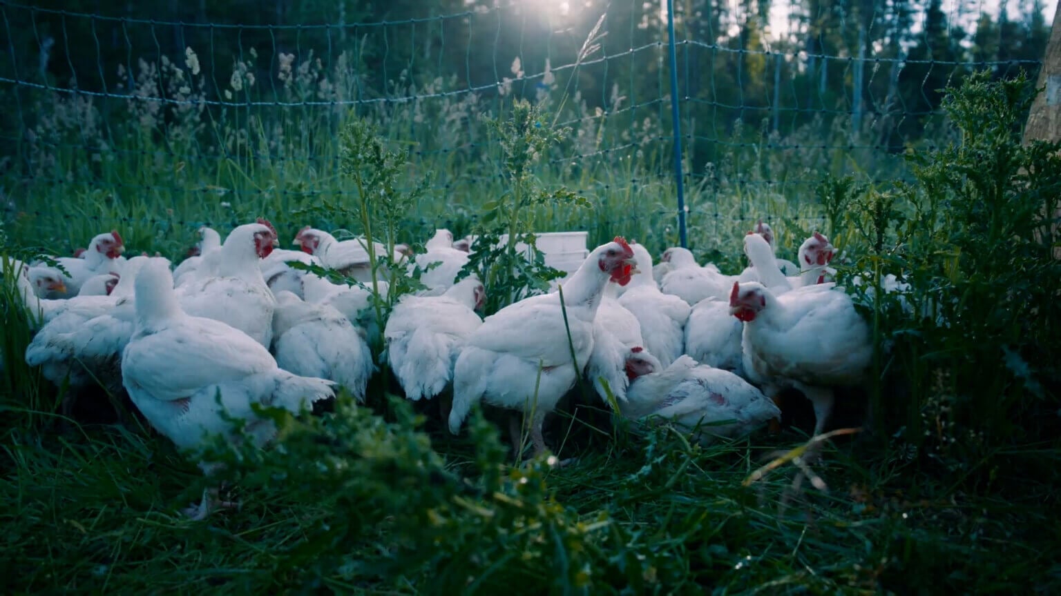 Everything You Need to Know About Raising Meat Chickens