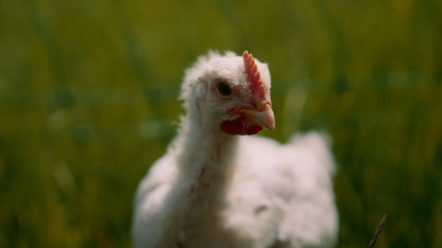 Everything You Need to Know About Raising Meat Chickens
