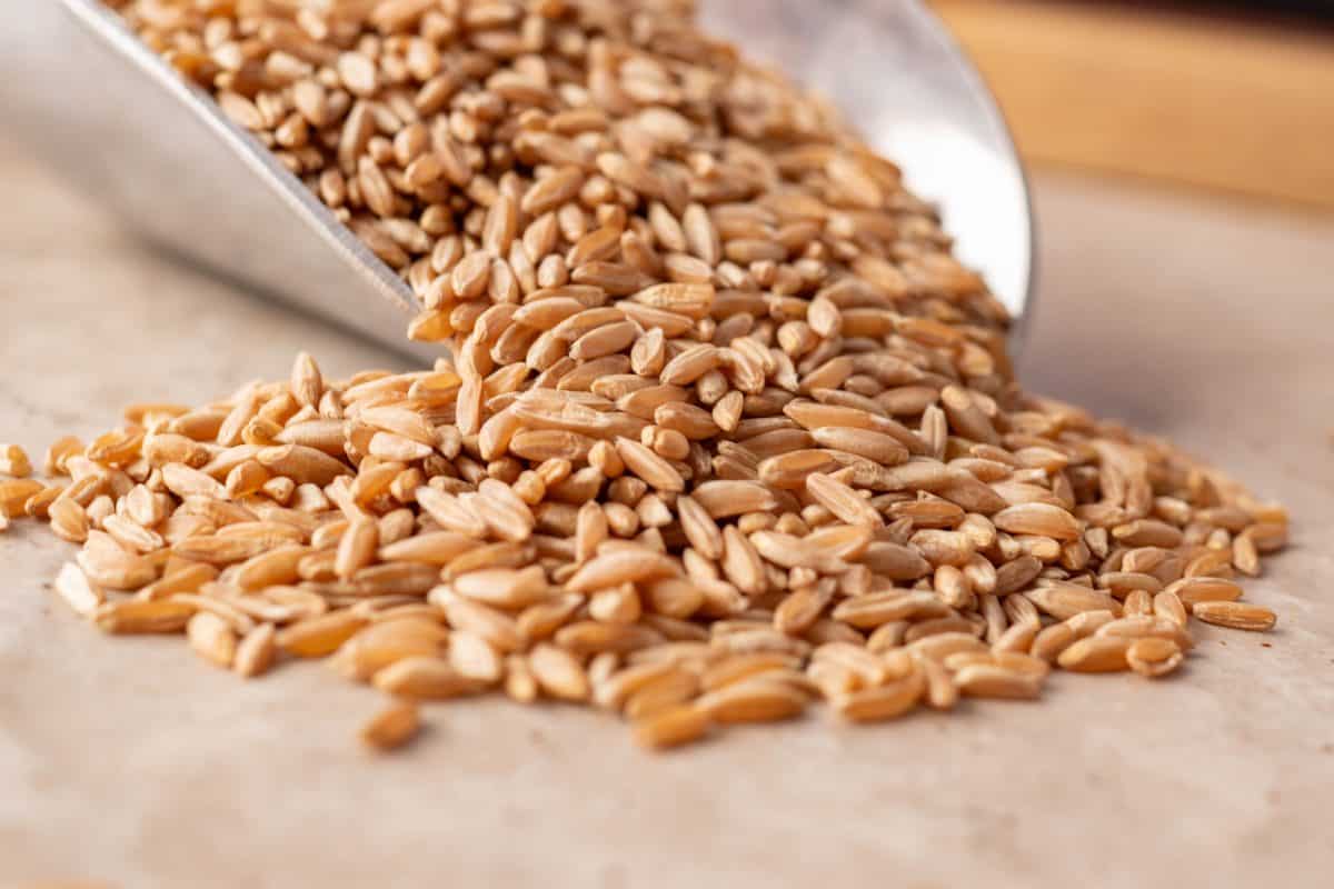 Ancient Grains & Regenerative Agriculture — Homesteading Family