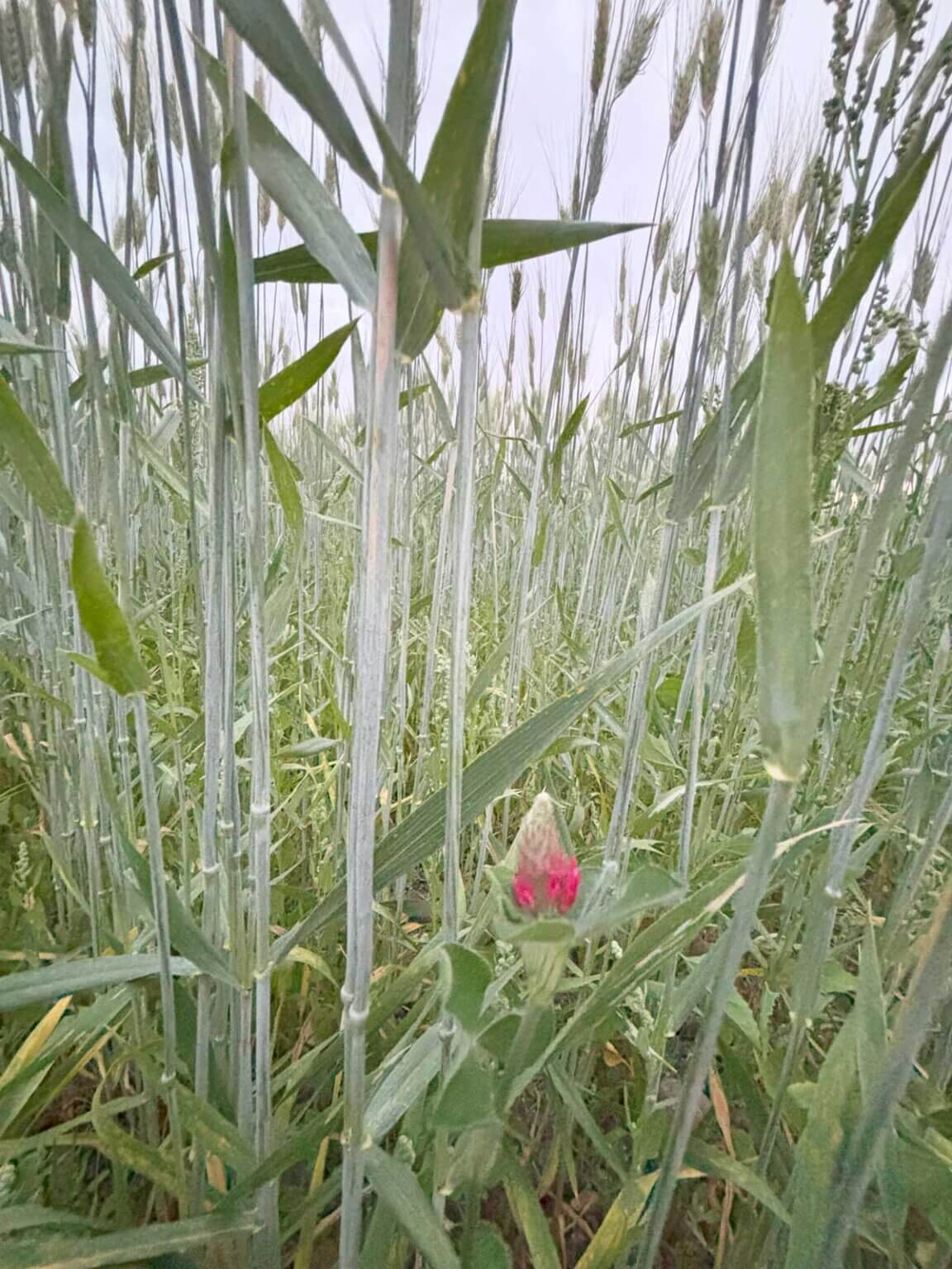 Ancient Grains & Regenerative Agriculture — Homesteading Family