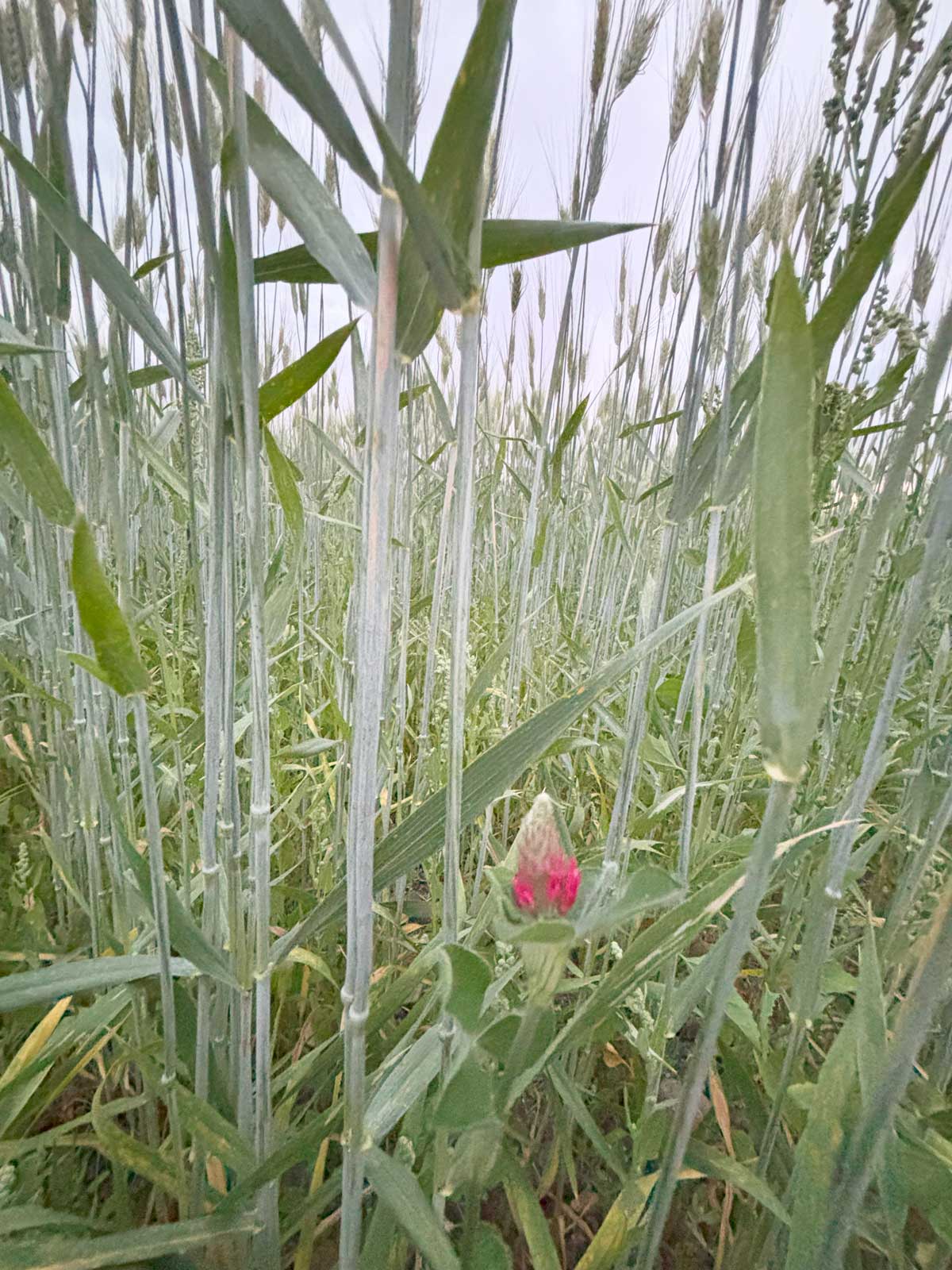 Ancient Grains & Regenerative Agriculture — Homesteading Family