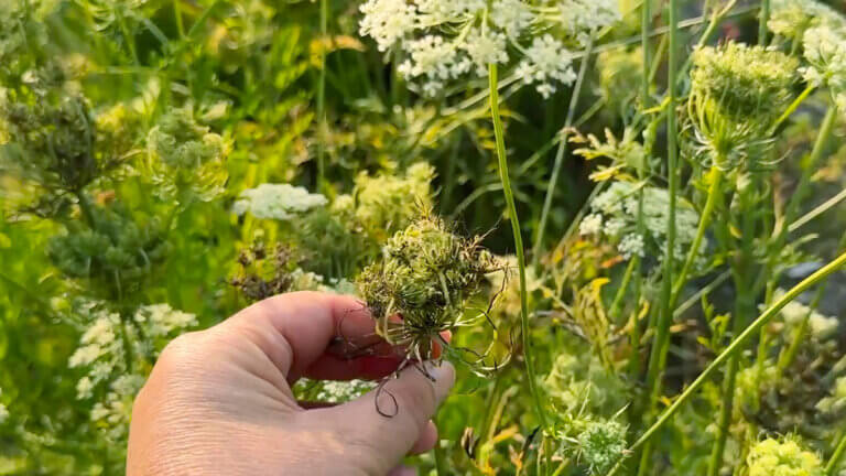 Seed Saving (A Beginner's Guide) — Homesteading Family